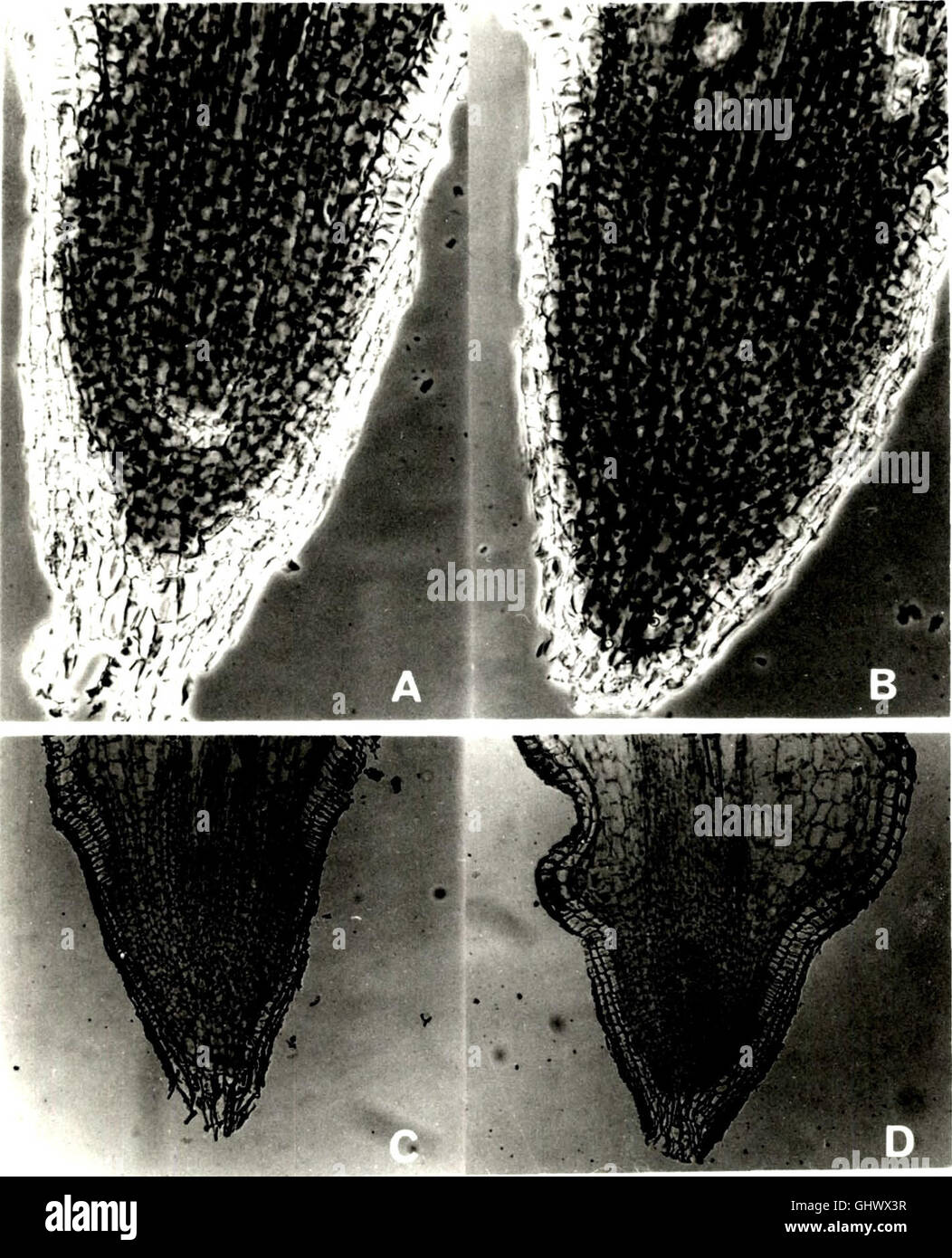This 1974 study investigates how the depth of root growth in citrus ...