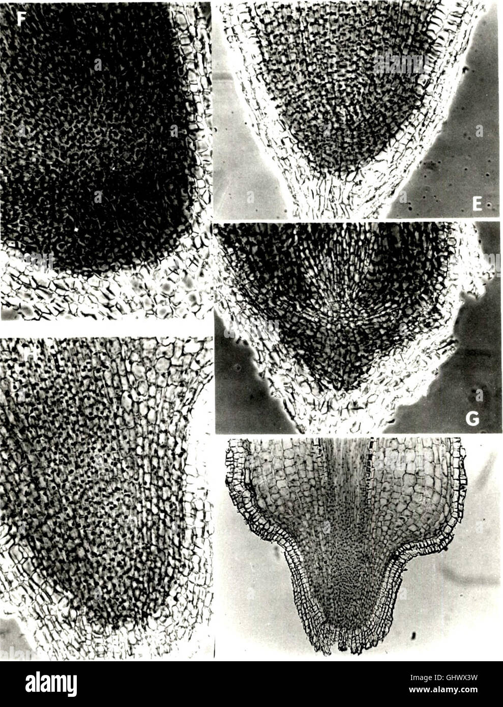 This 1974 study examines how the depth of root systems in citrus trees ...
