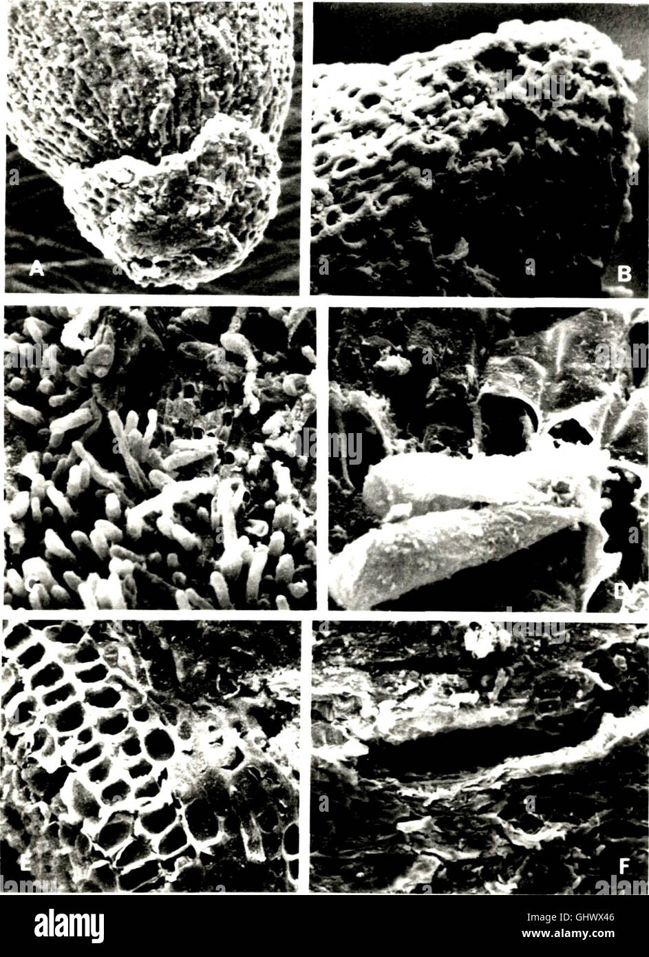 A 1974 diagram illustrating the impact of rooting depth on the root ...