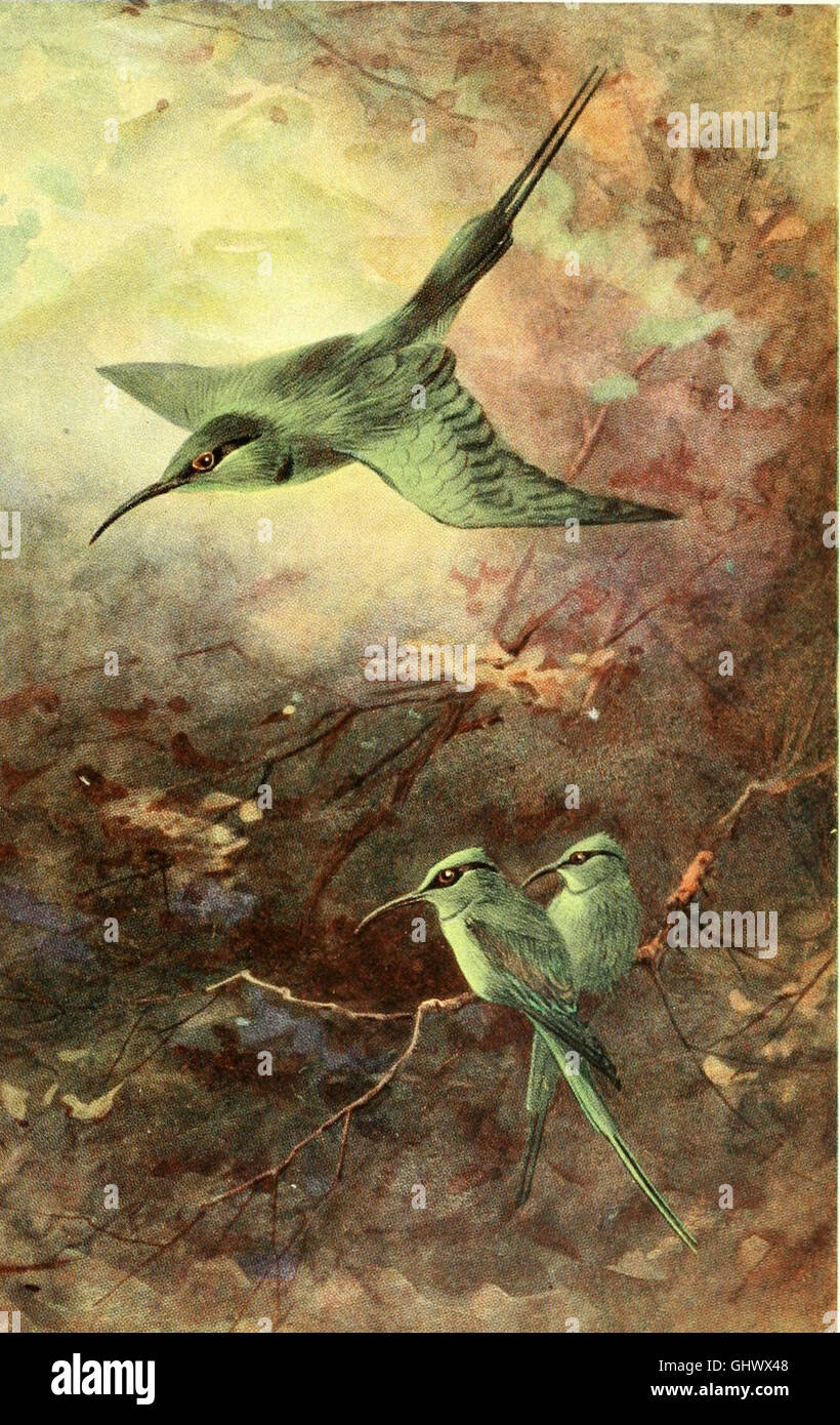 1909 birds egypt hi-res stock photography and images - Alamy