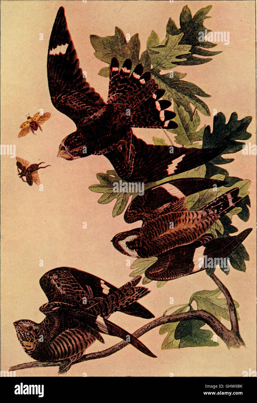 'Everyday Birds; Elementary Studies' (1901) provides an introduction to ...