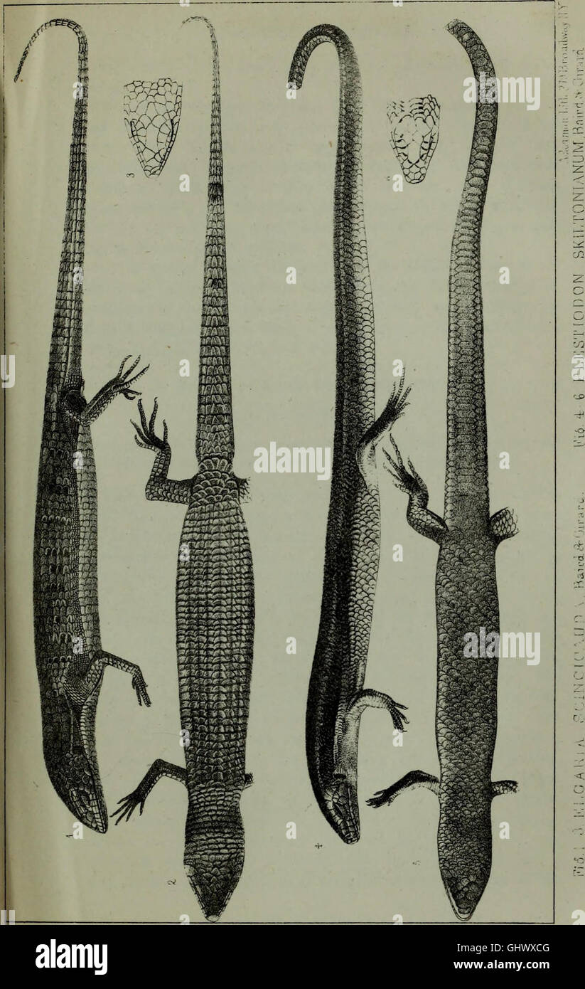 A 1853 account of the exploration and survey of Utah's Great Salt Lake ...