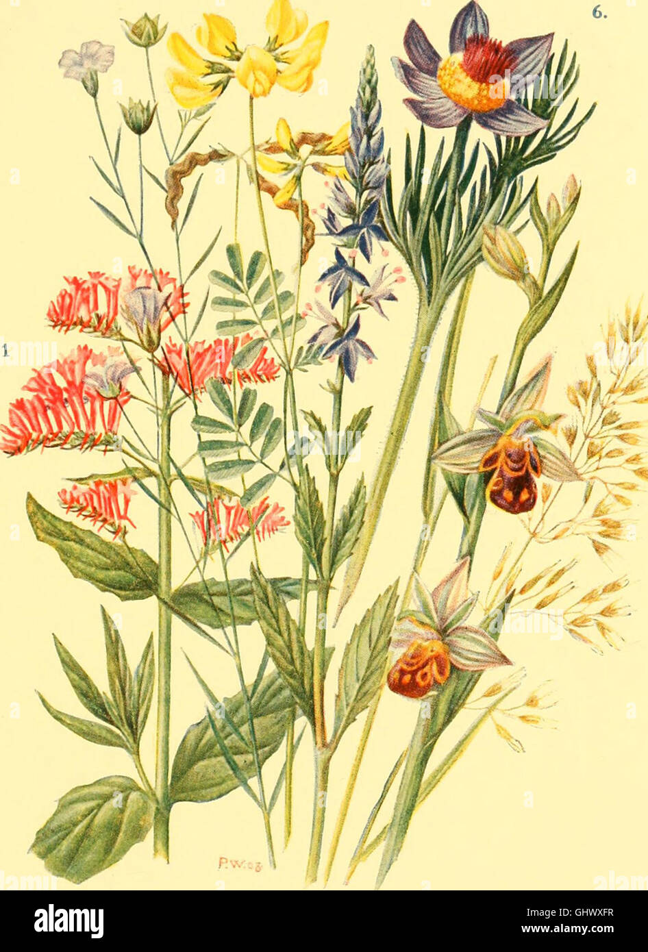 This 1909 work covers the identification and study of common field and ...