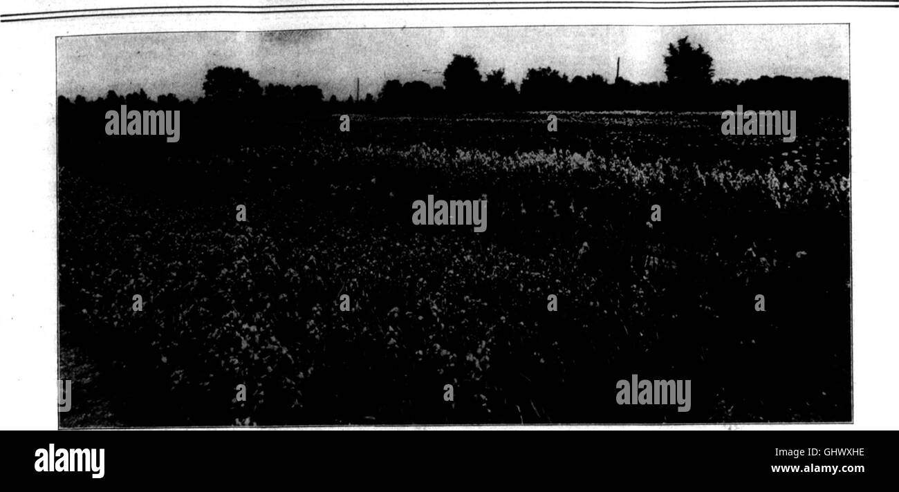 'Florists' Review' provides an in-depth look at the floral industry ...