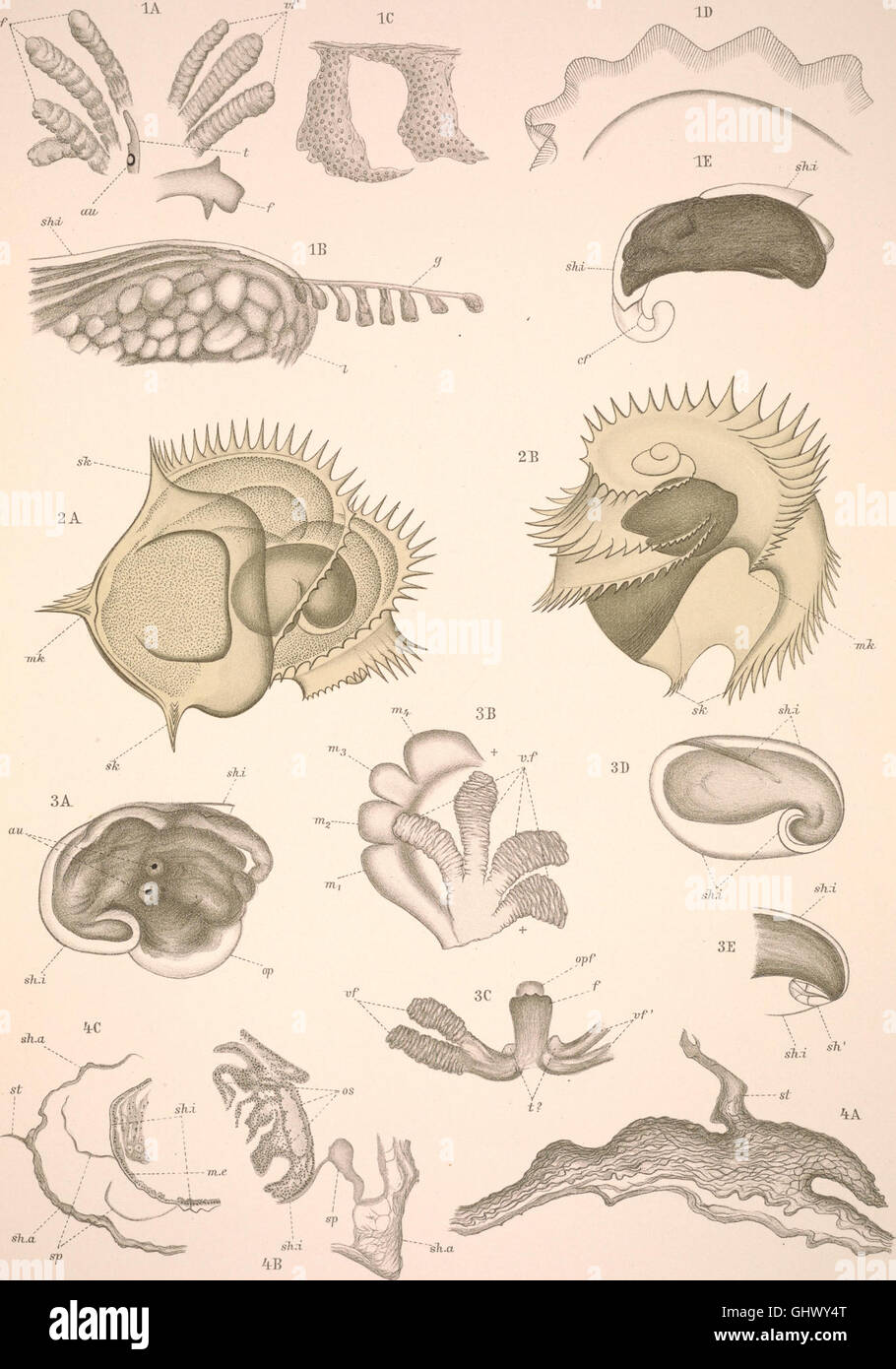 This 1911 publication examines the gastropod larvae and their ...