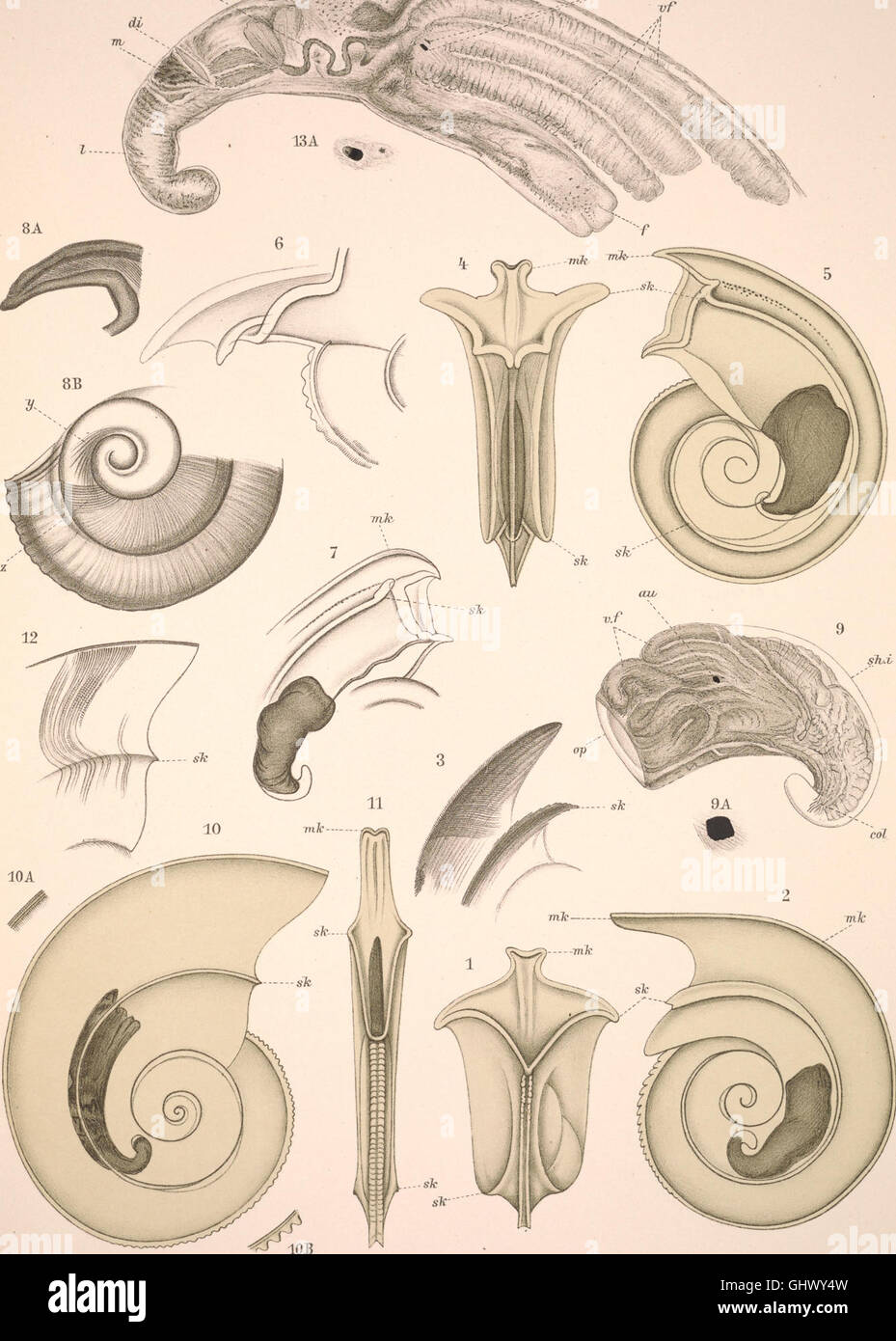 This 1911 work details the gastropod eggs and larvae collected during ...