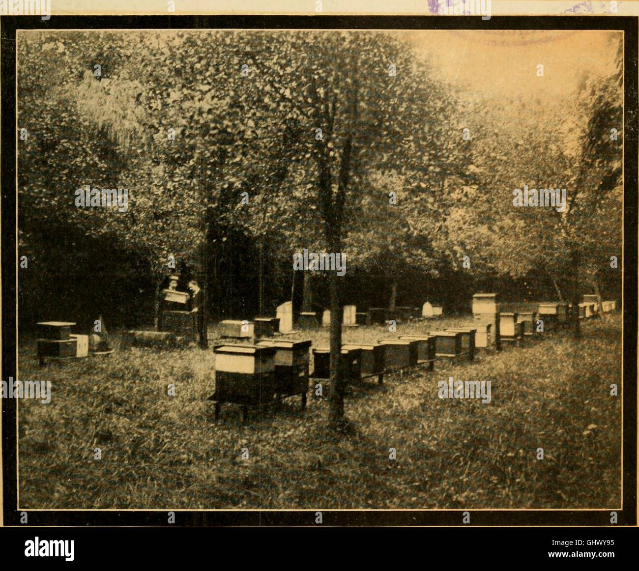 Gleanings in Bee Culture, published in 1907, is a guide to beekeeping ...
