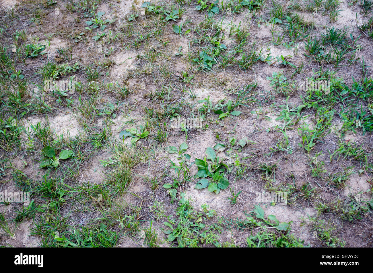 Ground bee's houses Stock Photo - Alamy
