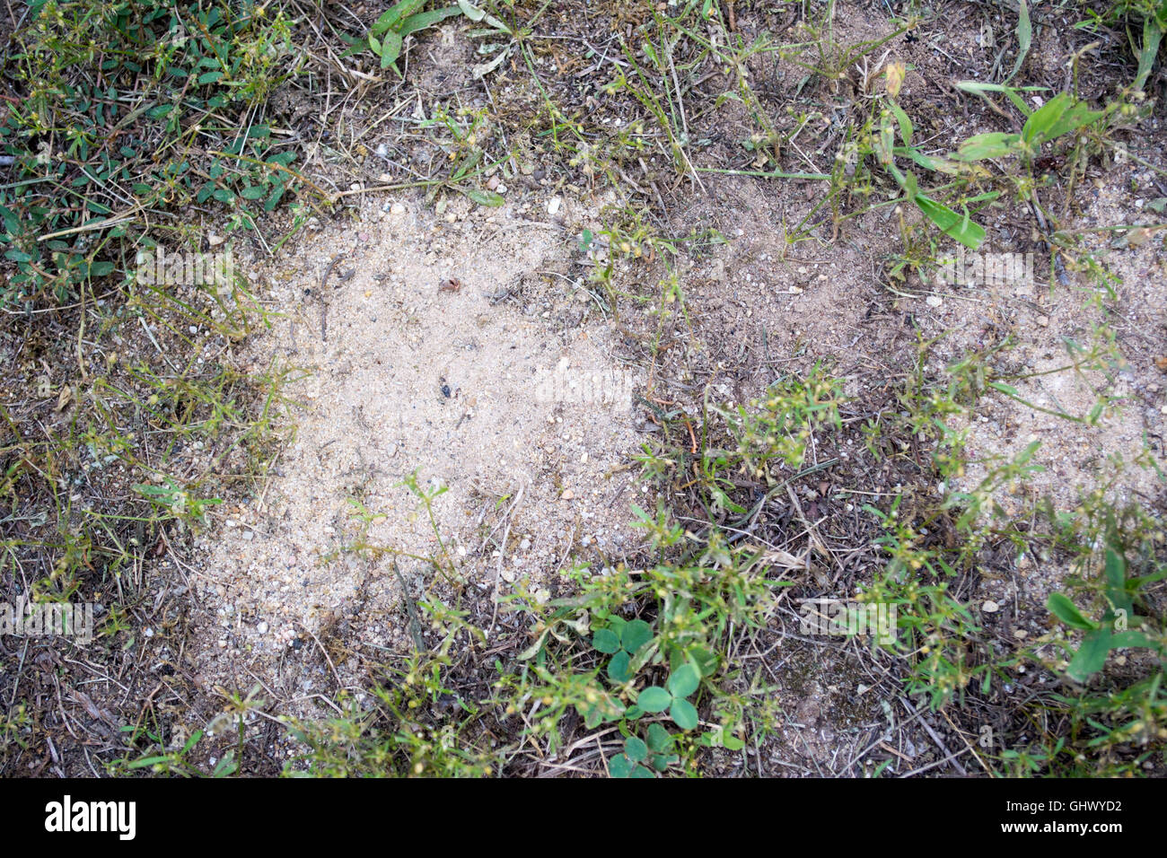 Ground bees hi-res stock photography and images - Alamy
