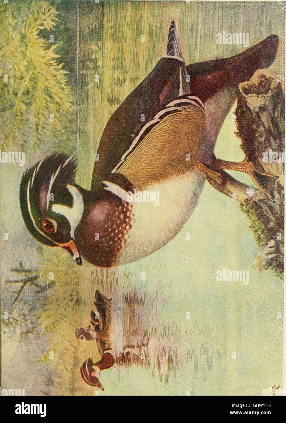 Lady bird books hi-res stock photography and images - Alamy