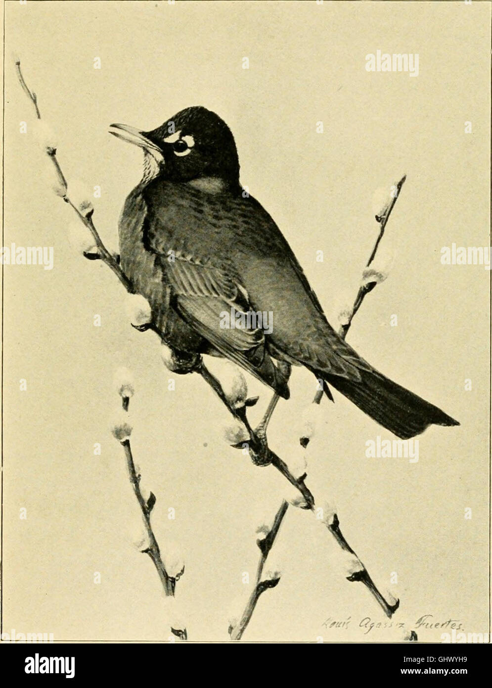 Lady bird books hi-res stock photography and images - Alamy