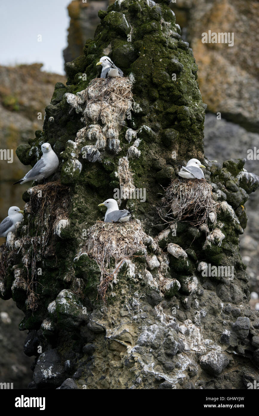 Alaska, Aleutian Islands, Unga Island. Nesting black-legged Kittiwakes ...