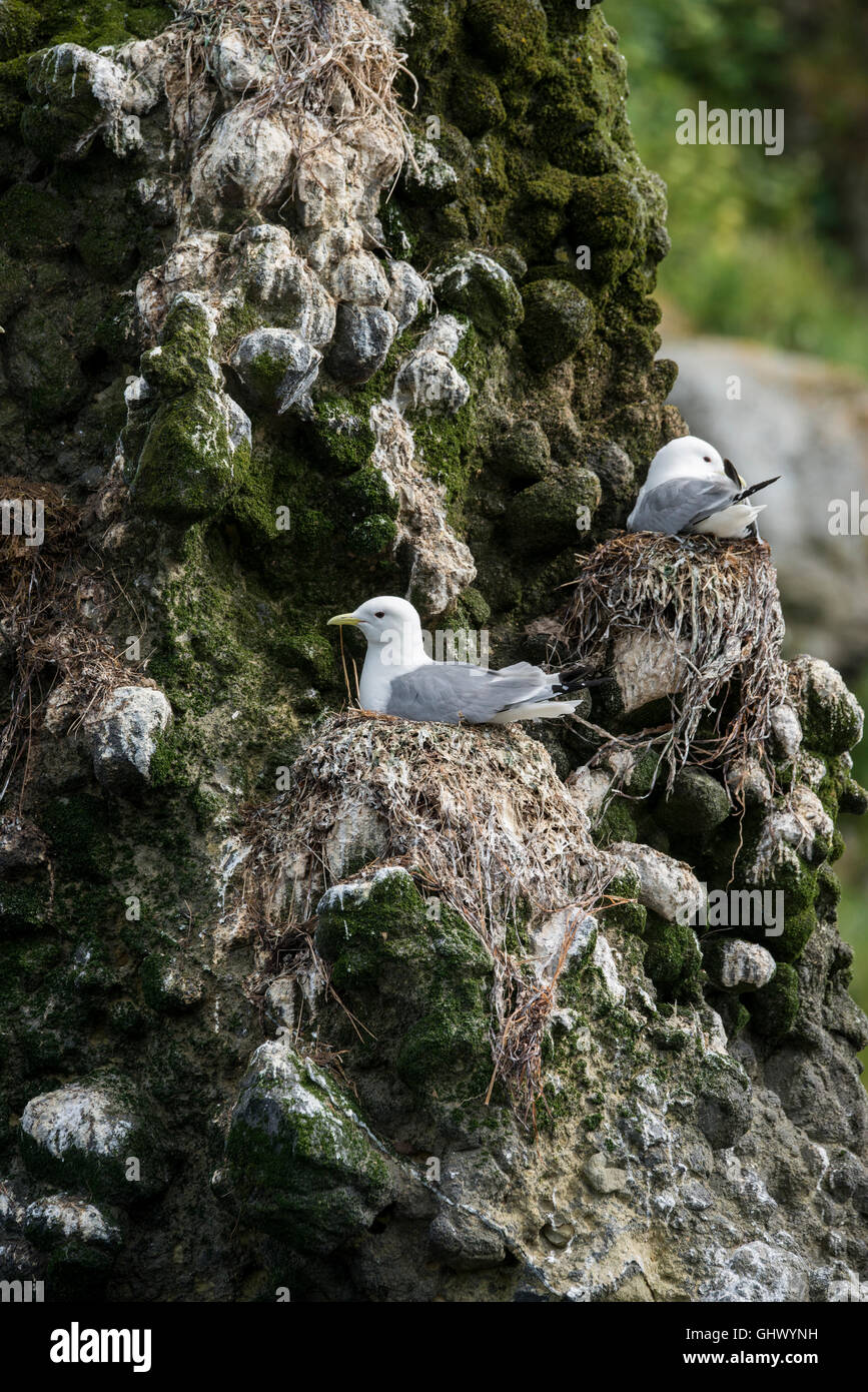 Alaska aleutian islands unga island hi-res stock photography and images ...