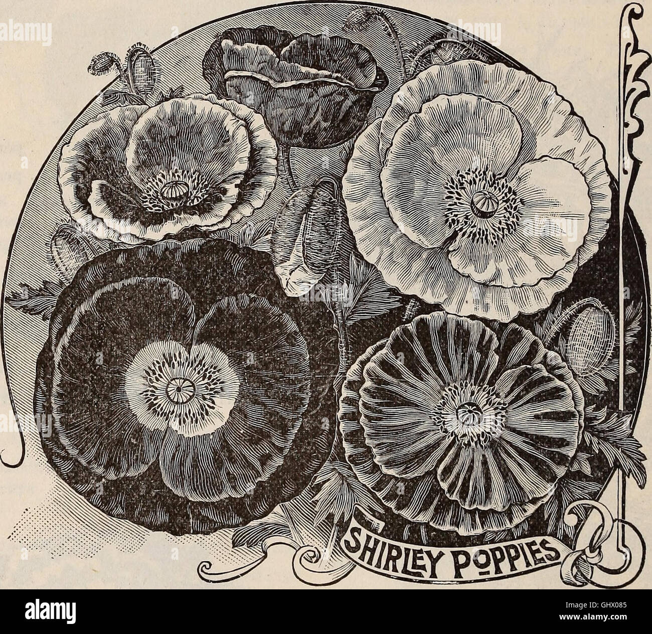 This catalogue offers a comprehensive listing of high-quality seeds for ...