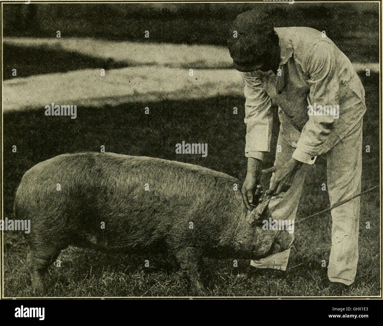 'Hog Cholera, Its Nature and Control' (1922) discusses the causes ...