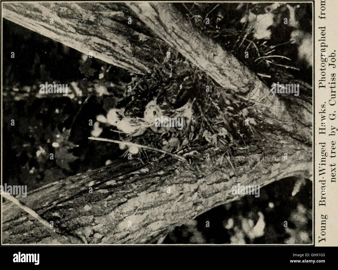 A 1910 practical guide for bird enthusiasts and photographers, offering ...