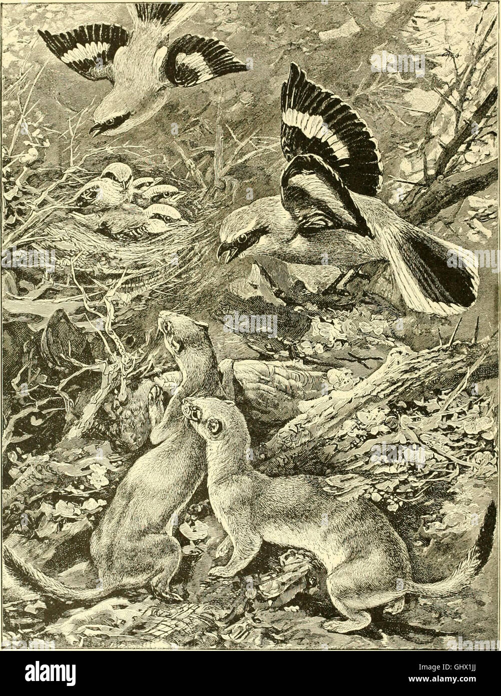 This book provides stories focused on hunting and trapping activities ...