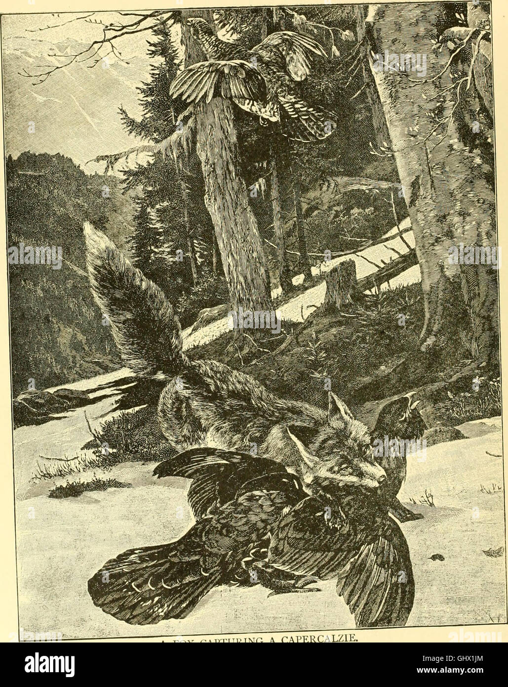 *Hunting and Trapping Stories* (1903) is a collection of adventurous ...