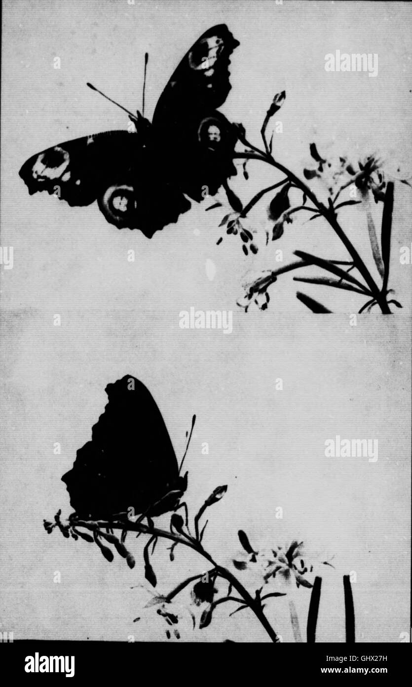 'Insect Biographies with Pen and Camera' (1914) offers detailed studies ...