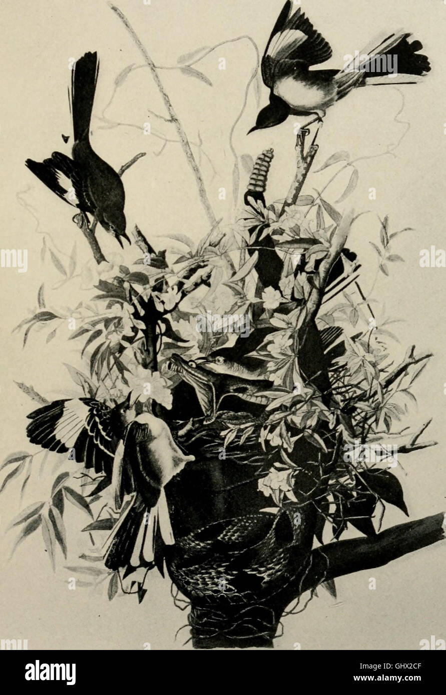 *In the Days of Audubon* (1901) tells the story of John James Audubon ...