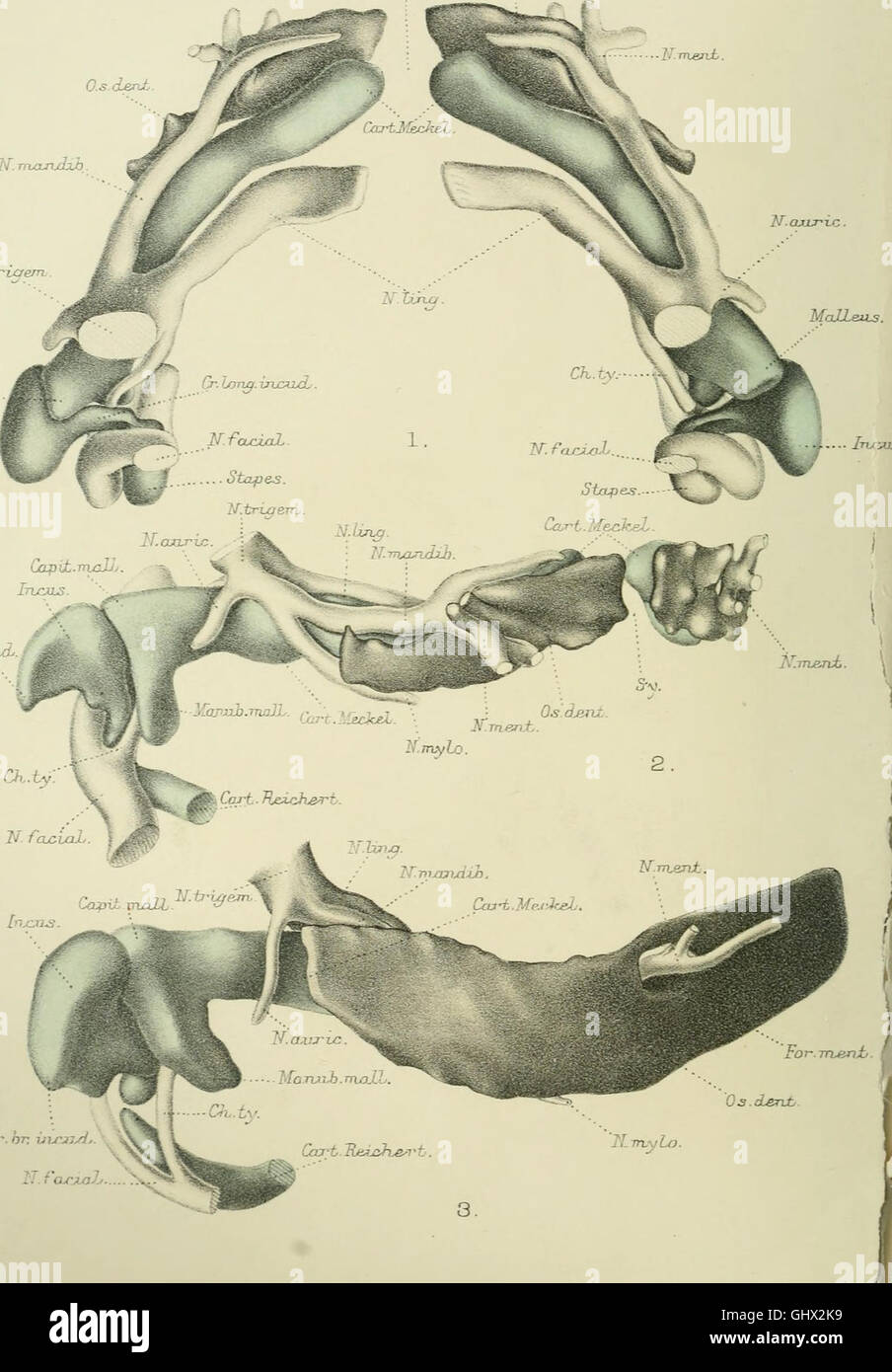 Anatomical features prominent hi-res stock photography and images - Alamy