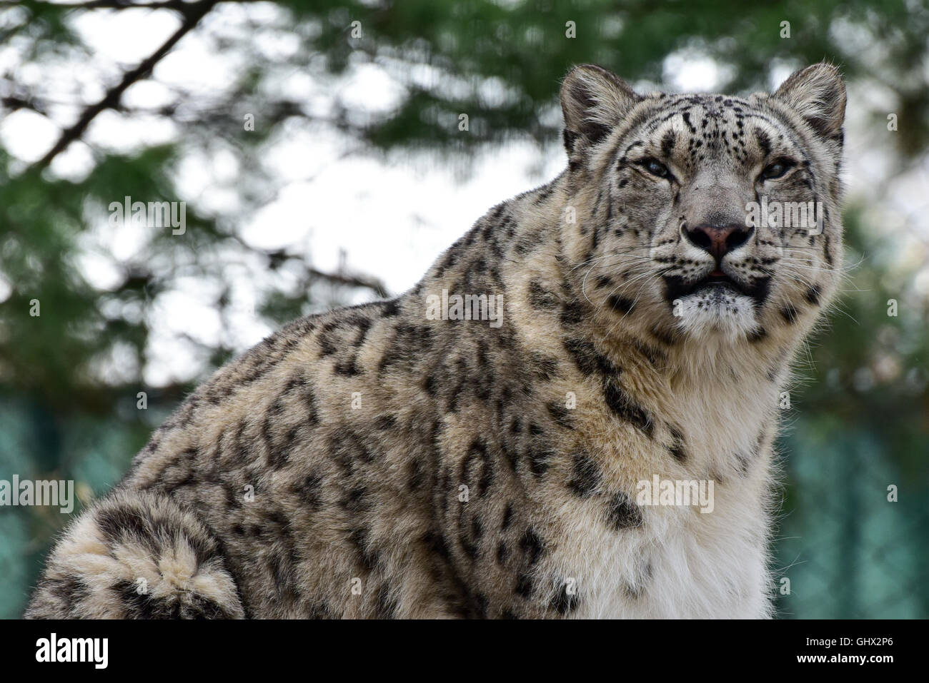 The snow leopard or ounce is a large cat native to the mountain ranges ...