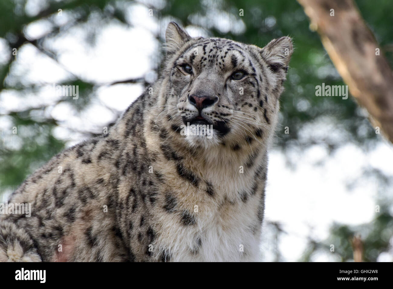 The snow leopard or ounce is a large cat native to the mountain ranges ...