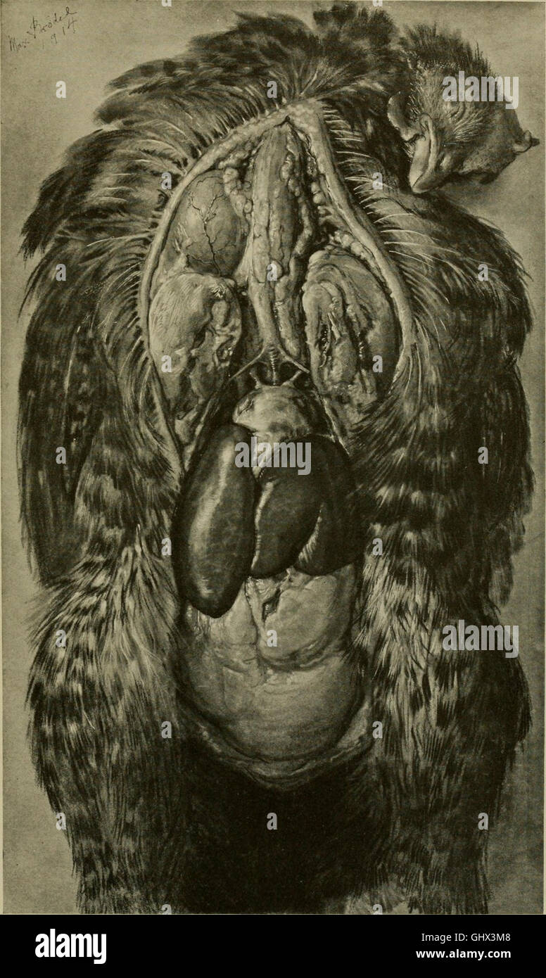 Published in 1915, this study investigates leukemia in chickens ...