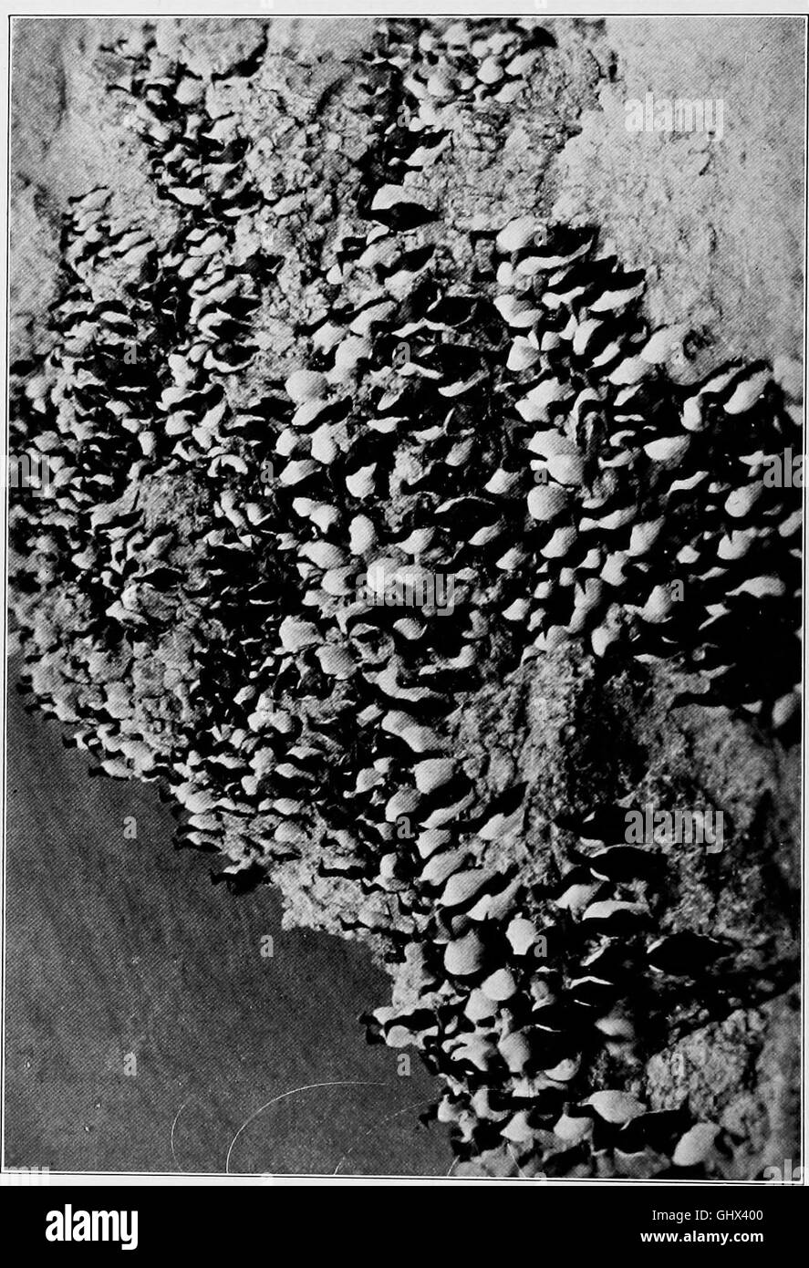 Order of birds Black and White Stock Photos & Images - Alamy