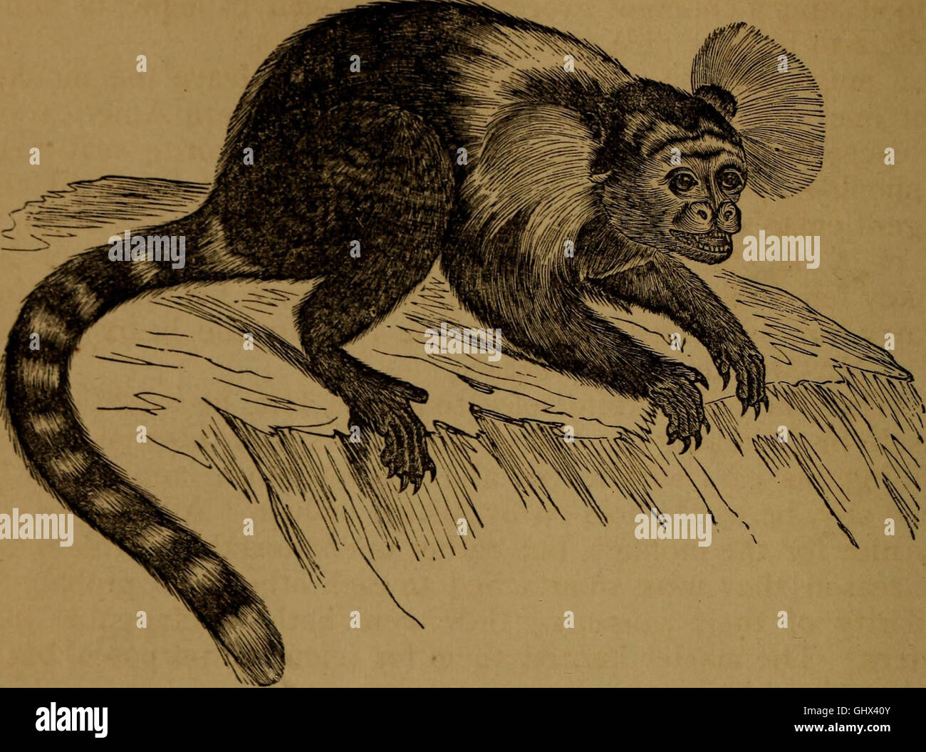 'Little Folks in Feathers and Fur' (1875) focuses on various animals ...
