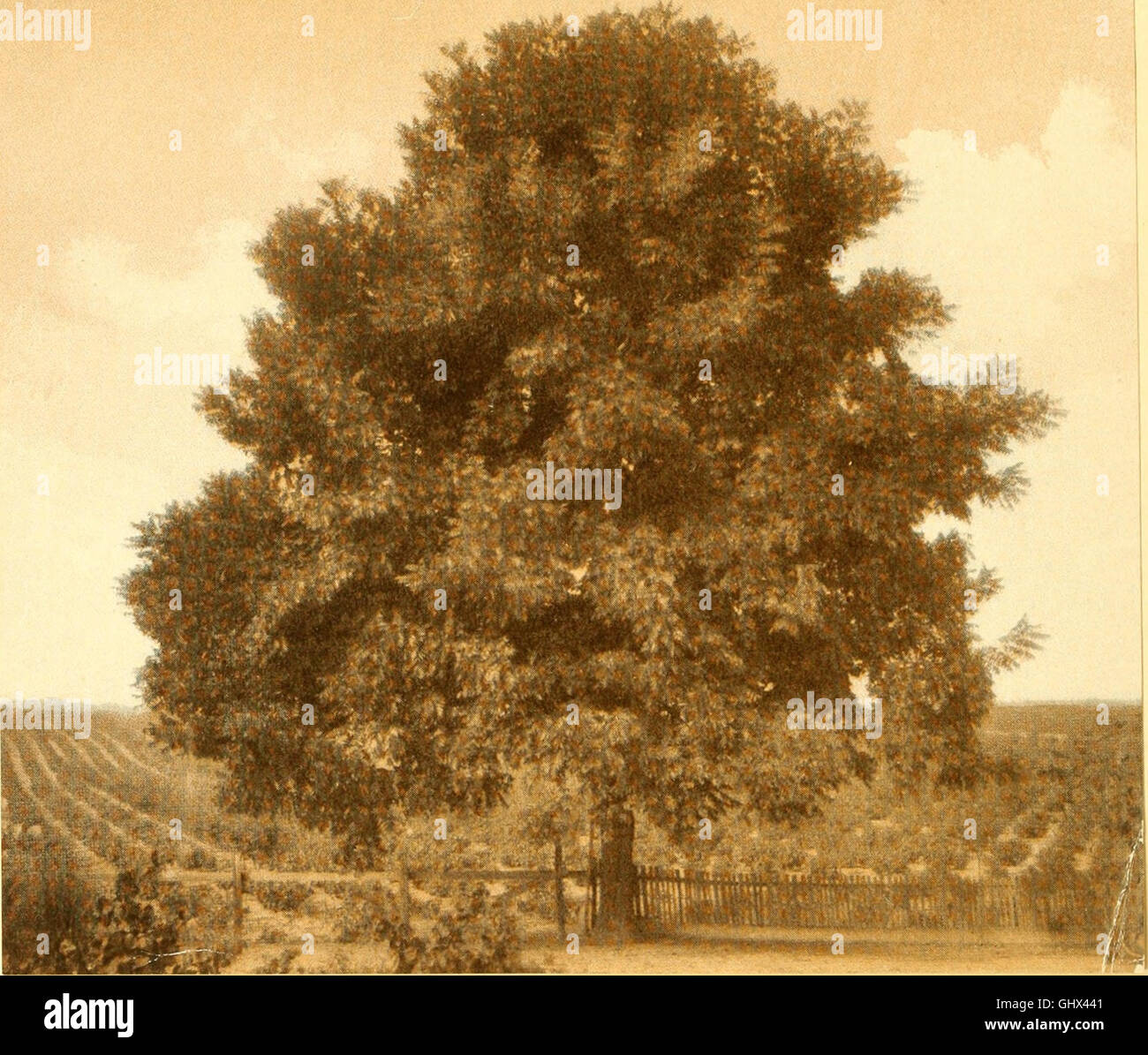 'Luther Burbank’s Bounties from Nature to Man' (1911) discusses the ...