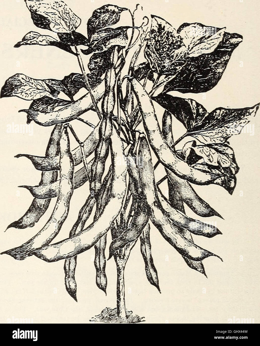 Mann's Descriptive Catalogue (1914) serves as a comprehensive guide for ...