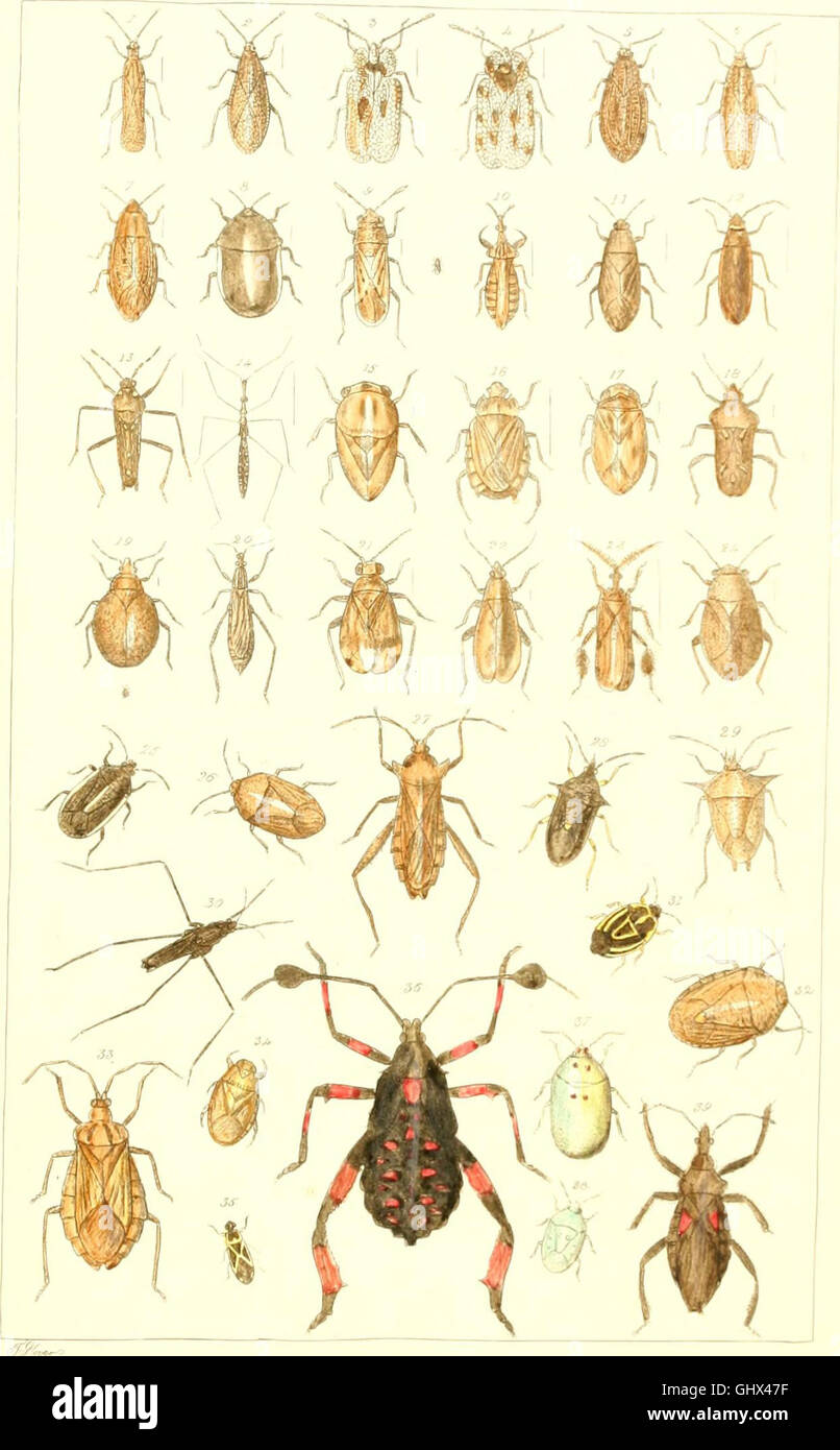 Order heteroptera hi-res stock photography and images - Alamy
