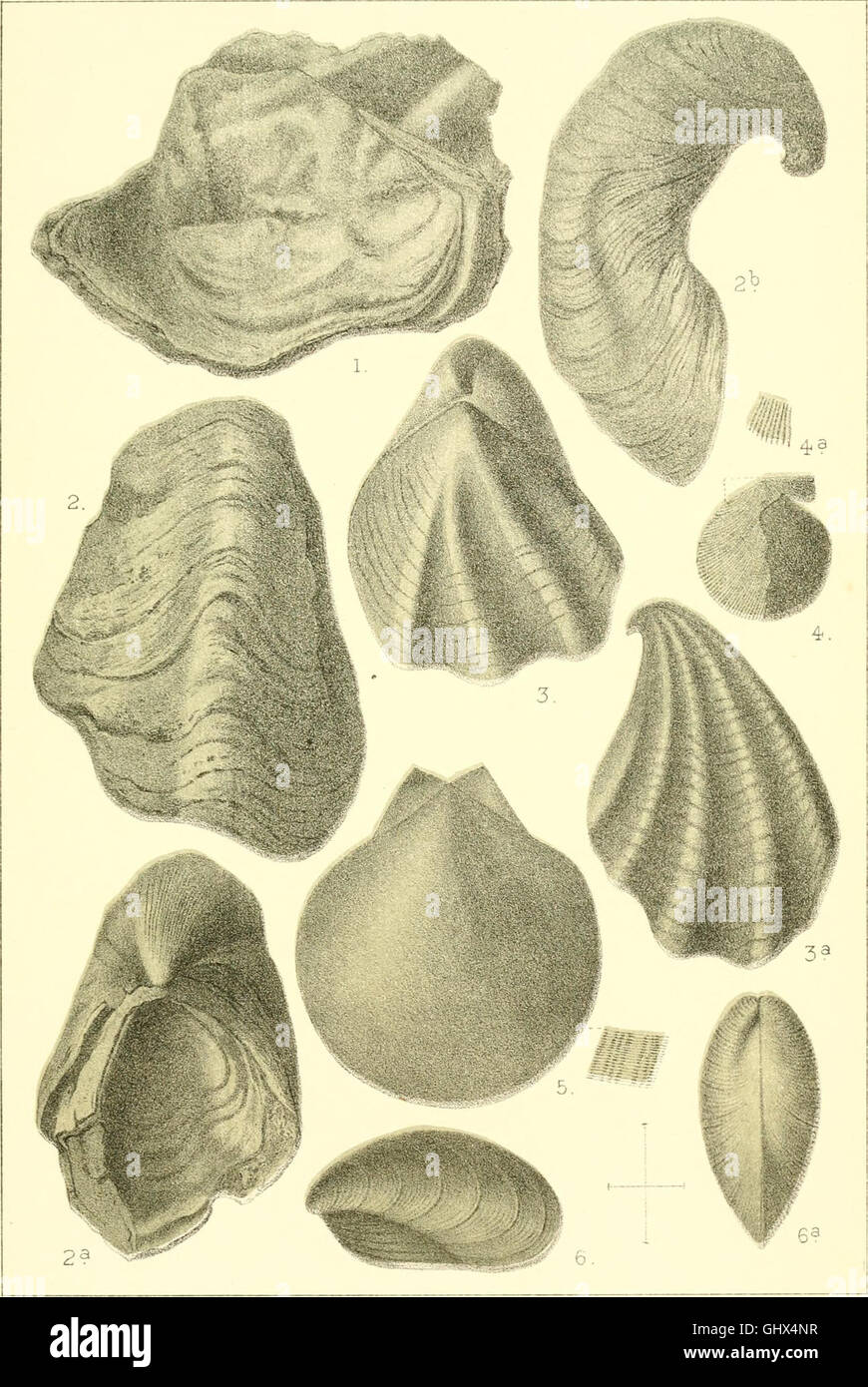 'Mesozoic Fossils' (1876) presents a collection of fossils from the ...