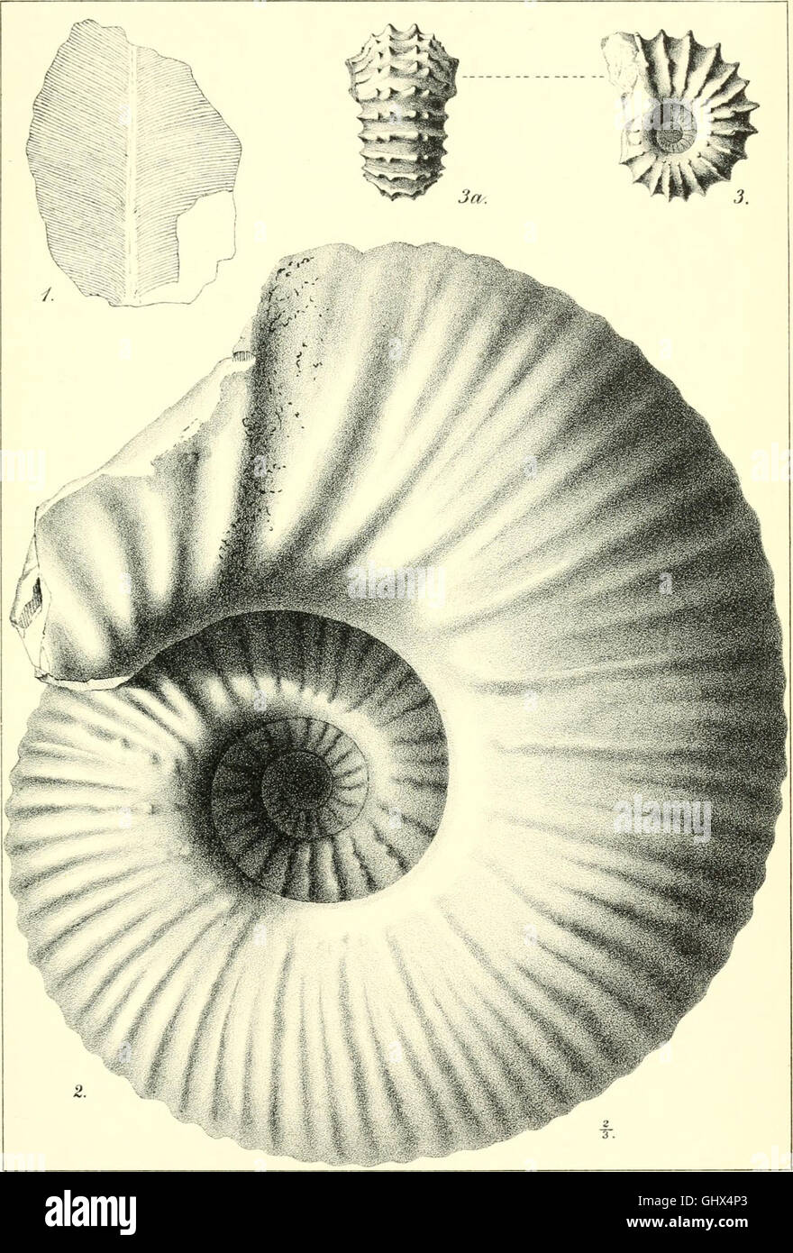 Mesozoic fossils (1876 Stock Photo - Alamy