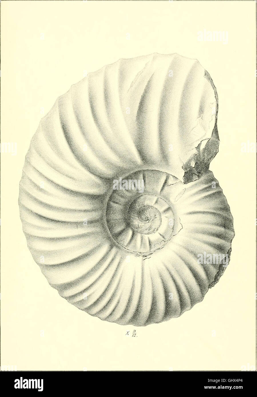 *Mesozoic Fossils* (1876) presents a collection of fossils from the ...