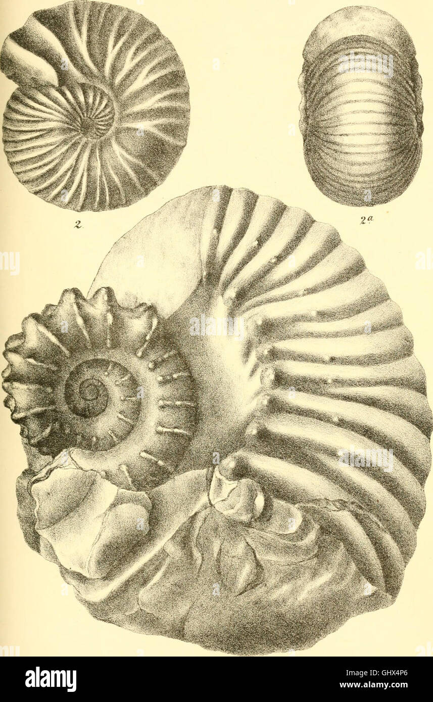 'Mesozoic Fossils' (1876) focuses on fossils from the Mesozoic era ...