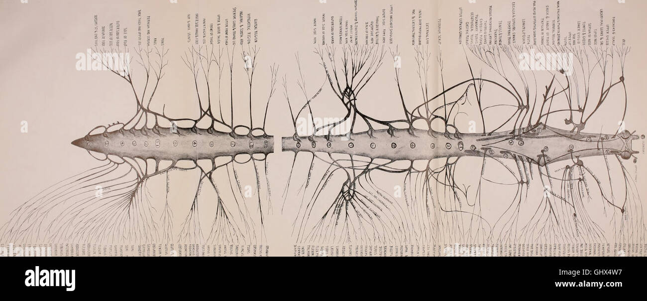 This 1913 atlas presents detailed neurological charts for the ...
