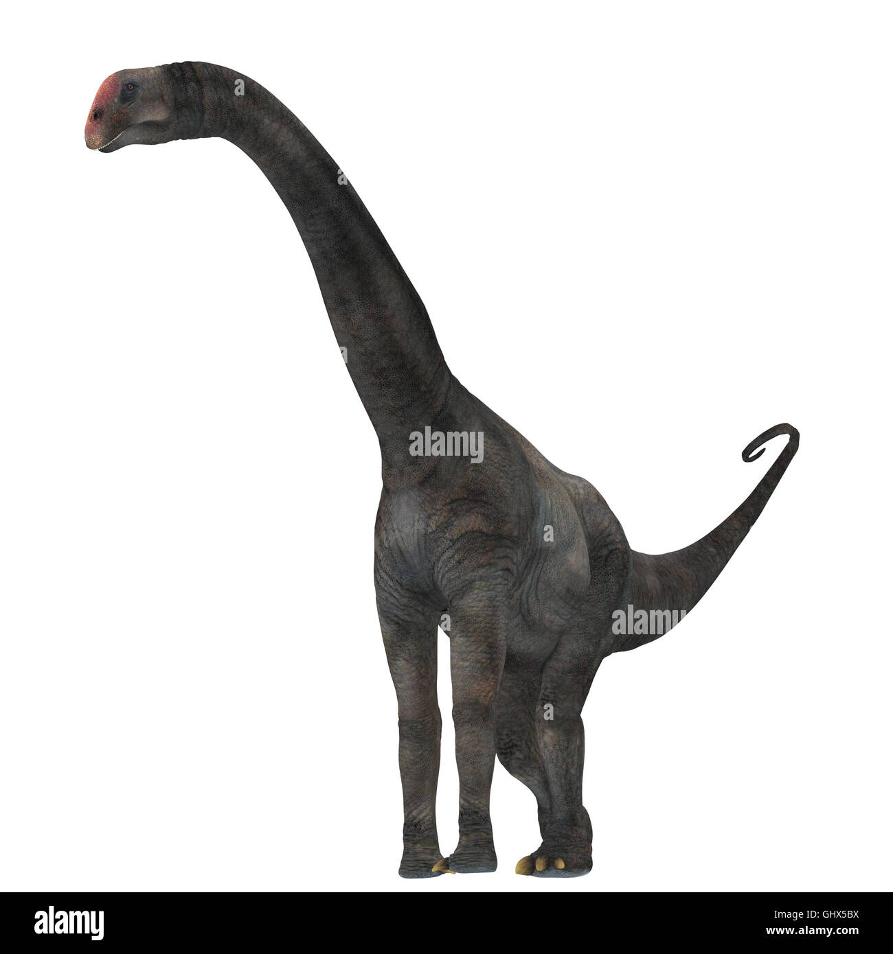 Brontomerus was a herbivorous sauropod dinosaur that lived in the ...