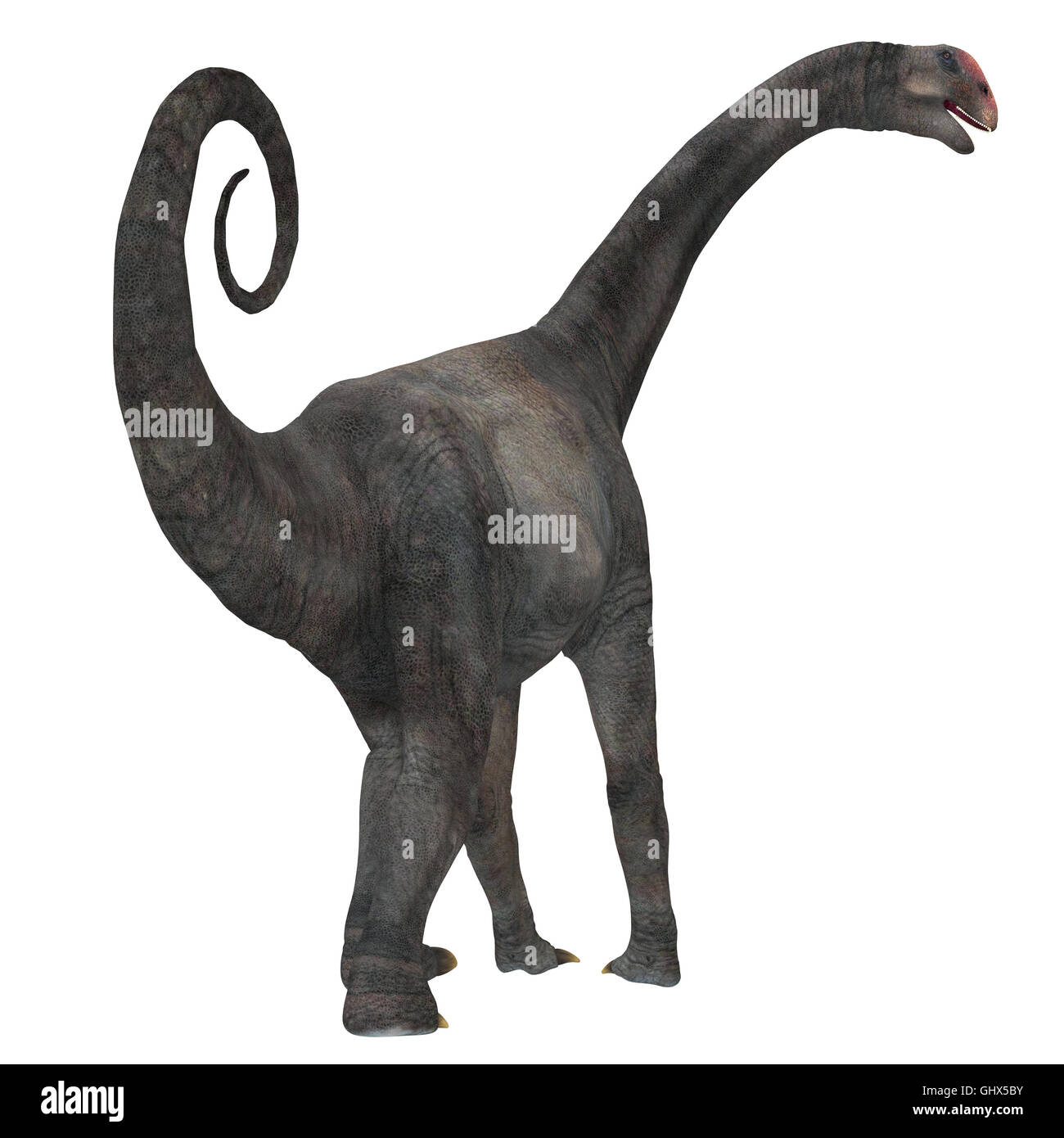 Brontomerus was a herbivorous sauropod dinosaur that lived in the ...