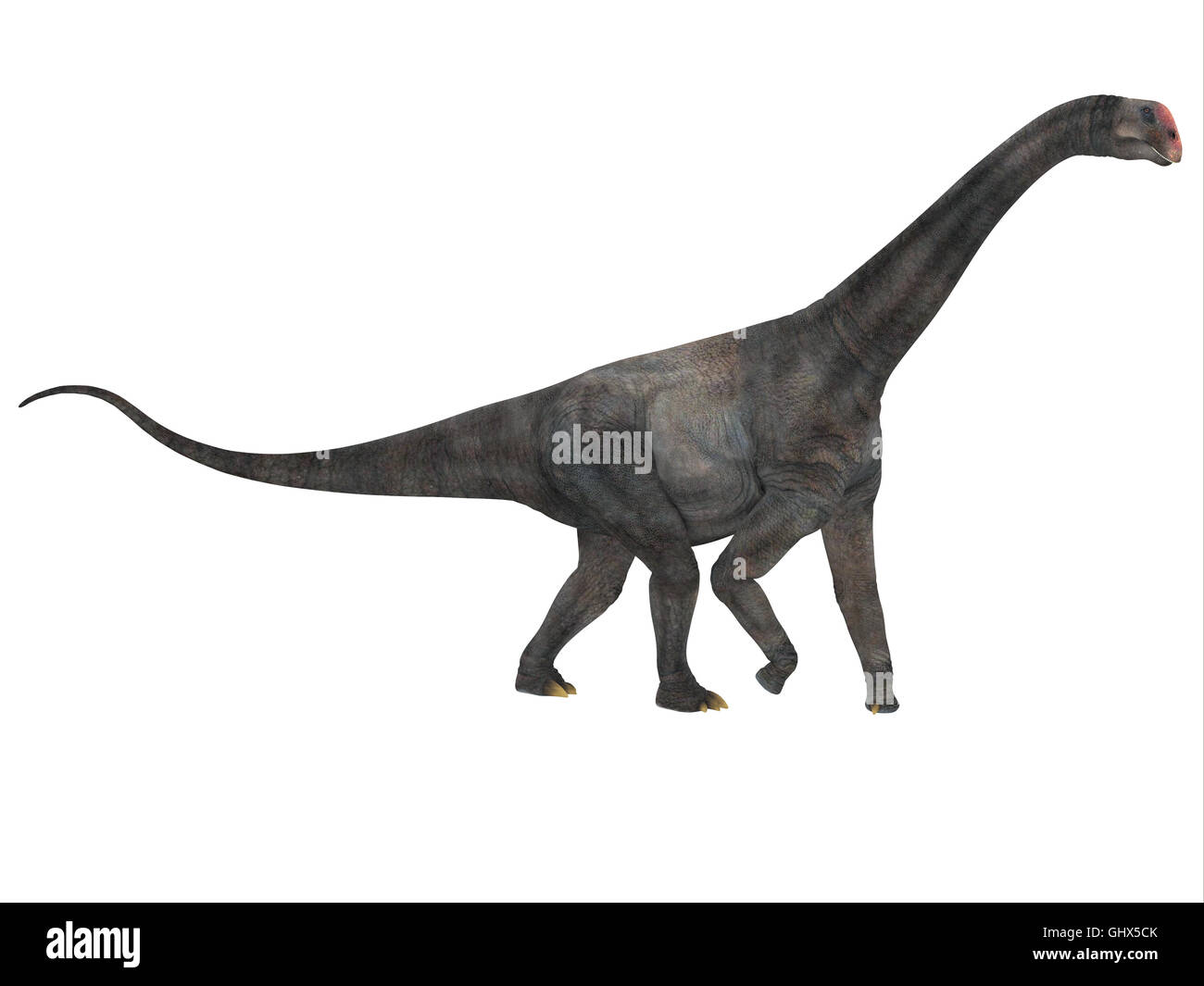 Brontomerus was a herbivorous sauropod dinosaur that lived in the ...