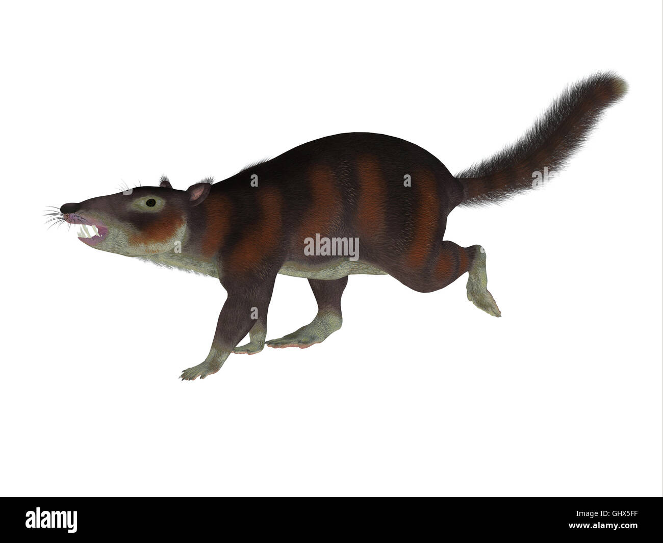Cronopio was a squirrel-sized mammal that lived with the dinosaurs in ...