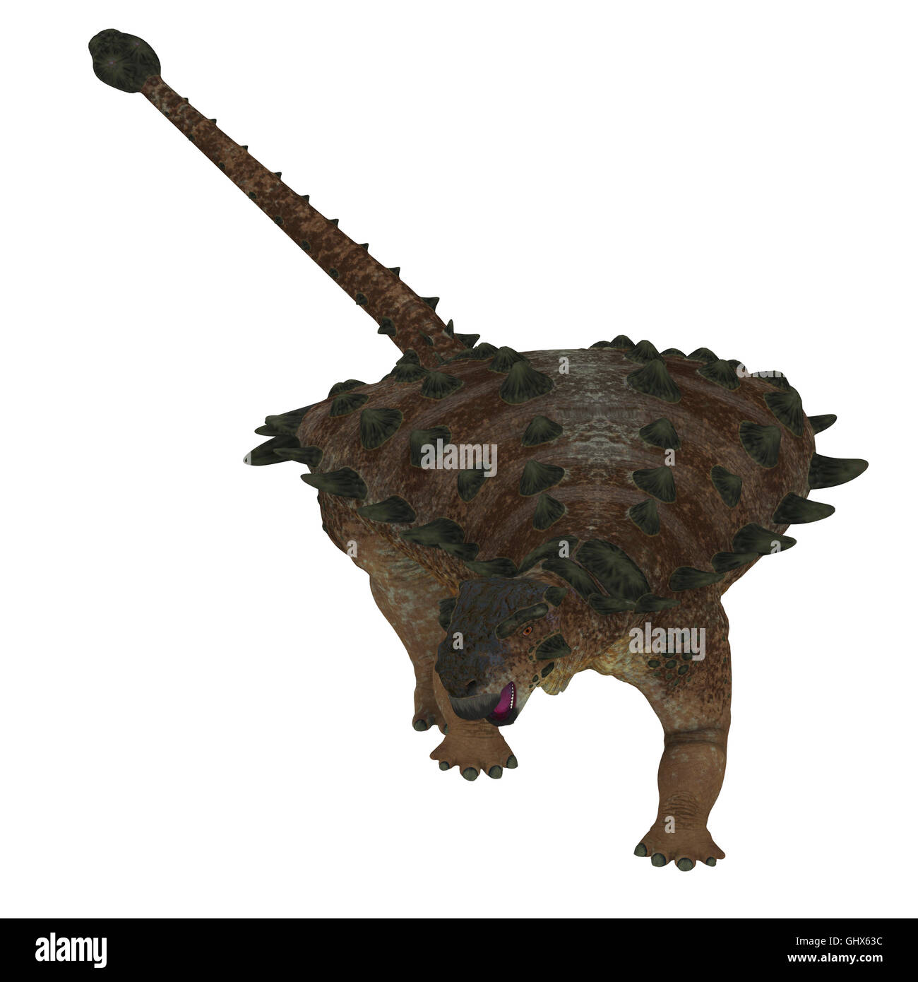 Pinacosaurus hi-res stock photography and images - Alamy