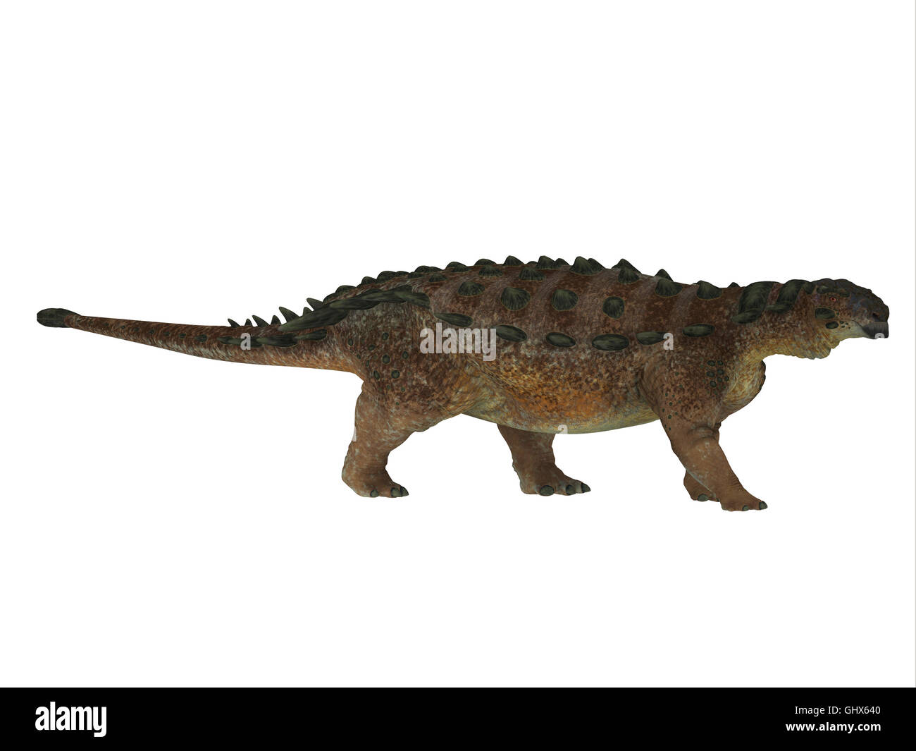 Pinacosaurus was a herbivorous ankylosaurus that lived in the ...