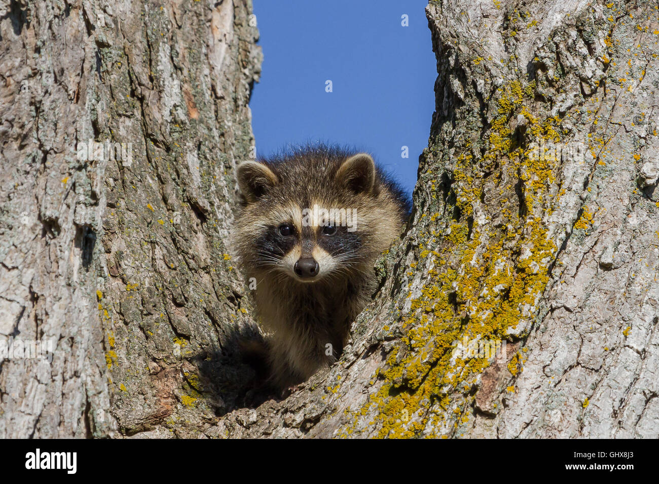 Raccoon sitting in a tree Stock Photo - Alamy
