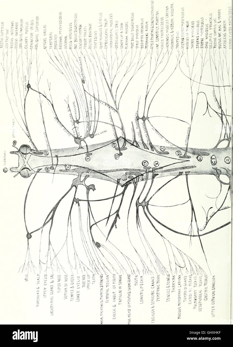 This 1913 atlas offers detailed neurological charts for the ...