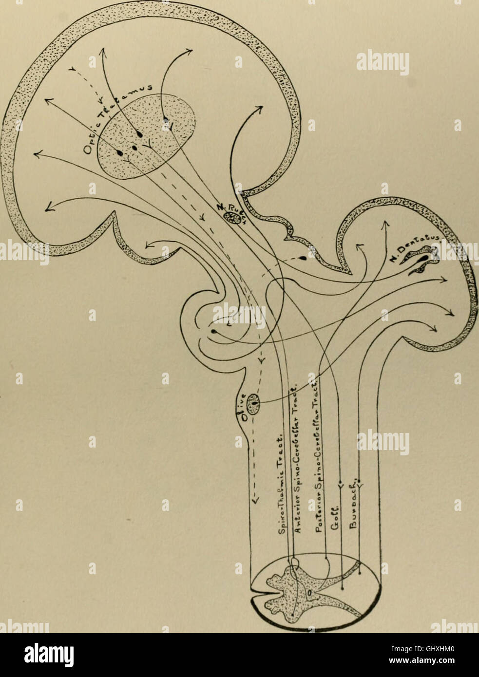 This atlas provides detailed charts for the diagnosis of neurological ...