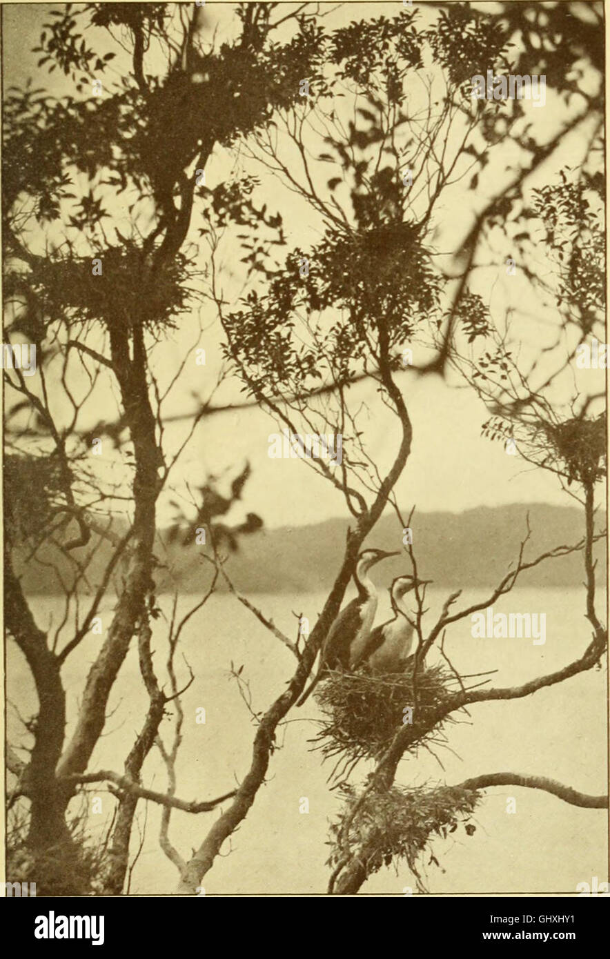 Mutton birds and other birds (1914 Stock Photo - Alamy