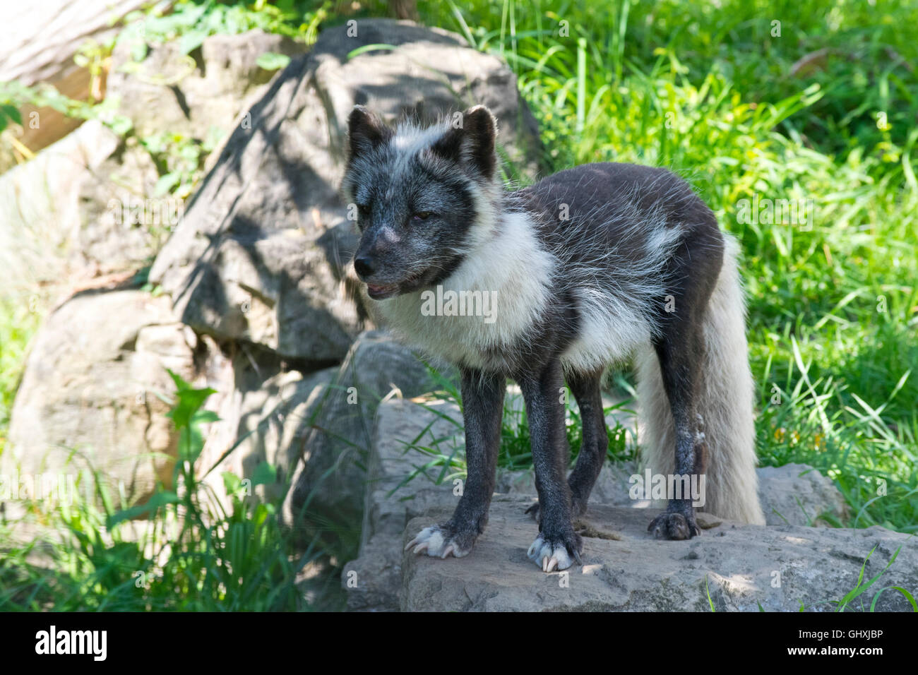 An Arctic Fox with summer coat Stock Photo - Alamy