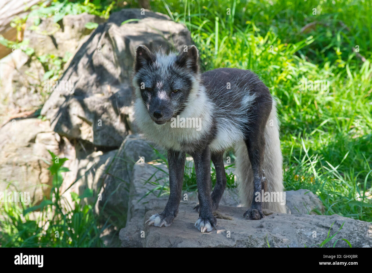 An Arctic Fox with summer coat Stock Photo - Alamy